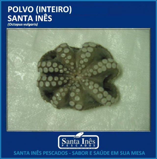 POLVO - INTEIRO (CAIXA COM 20 KILOS)