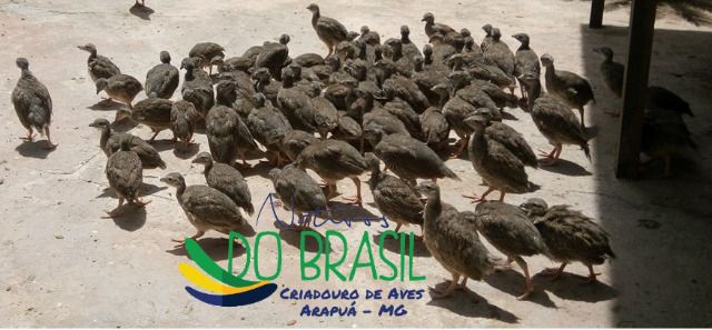 Perdiz Chukar Jovens (Alectoris chukar) por R$21,50