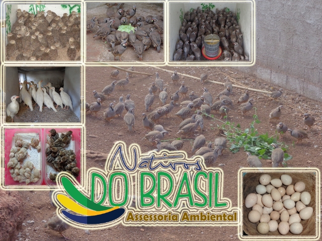 Assistência para Criação de Perdiz Chukar (Alectoris chukar) por R$799,00